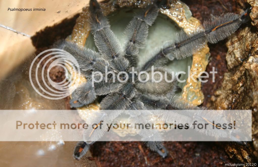 New Arrival - Awesome Packing!!! | Reptile Forums