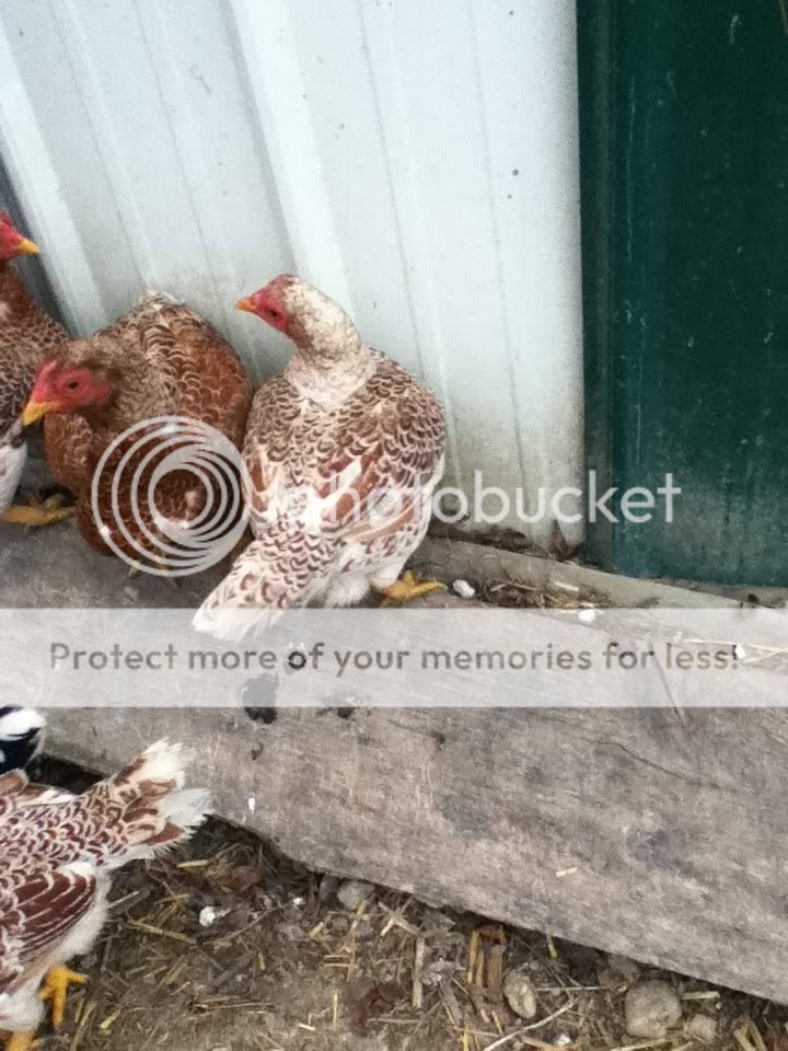 White Laced Red Cornish bantams..Show quality?? PIC HEAVY! | BackYard ...