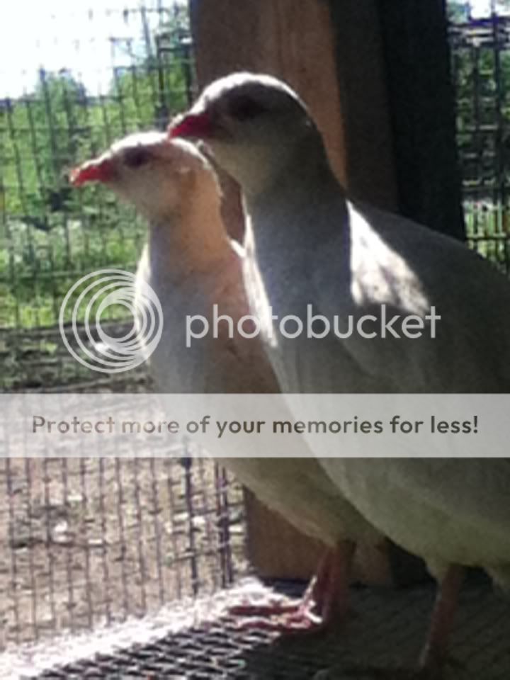 Chukars??? | BackYard Chickens - Learn How to Raise Chickens
