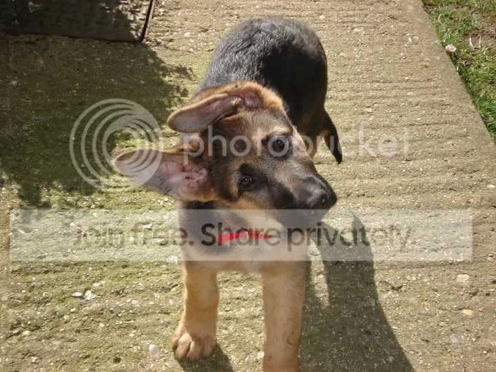 Show me those GIGANTIC ears! | Page 2 | German Shepherds Forum