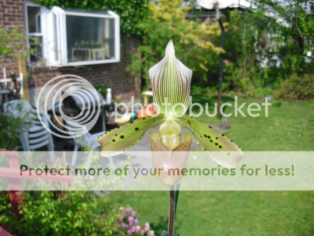 tonsum | Slippertalk Orchid Forum